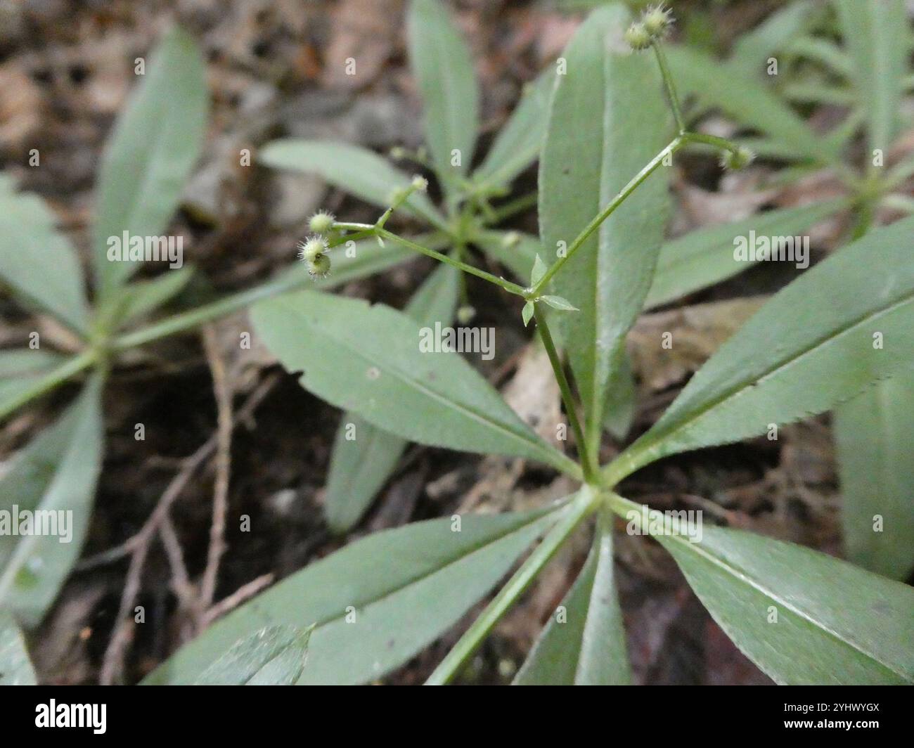 fragrant bedstraw (Galium triflorum Stock Photo - Alamy