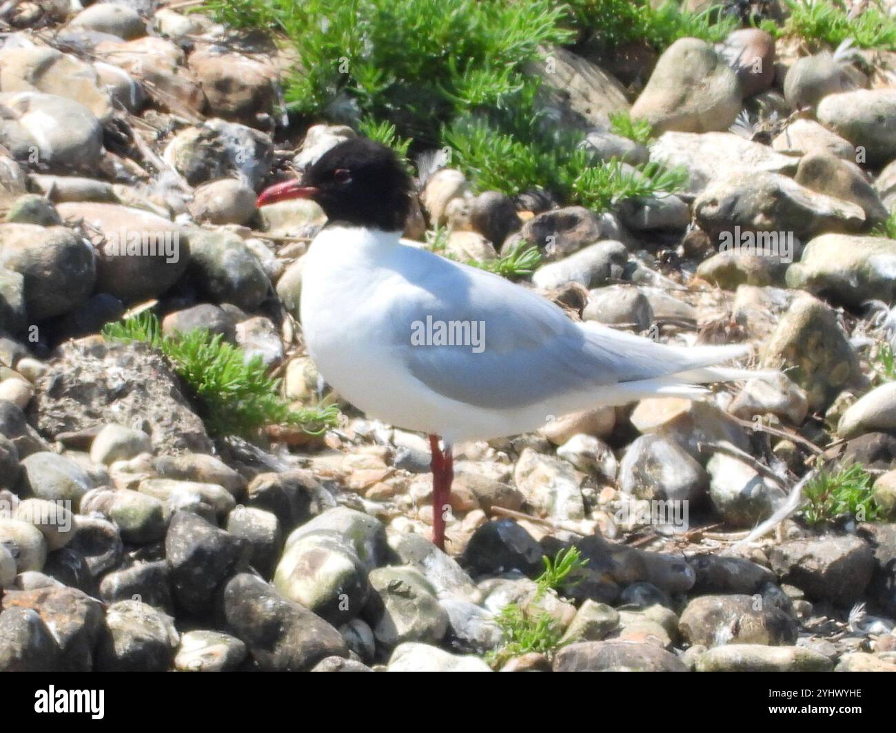 Mediterranean Gull (Ichthyaetus melanocephalus Stock Photo - Alamy
