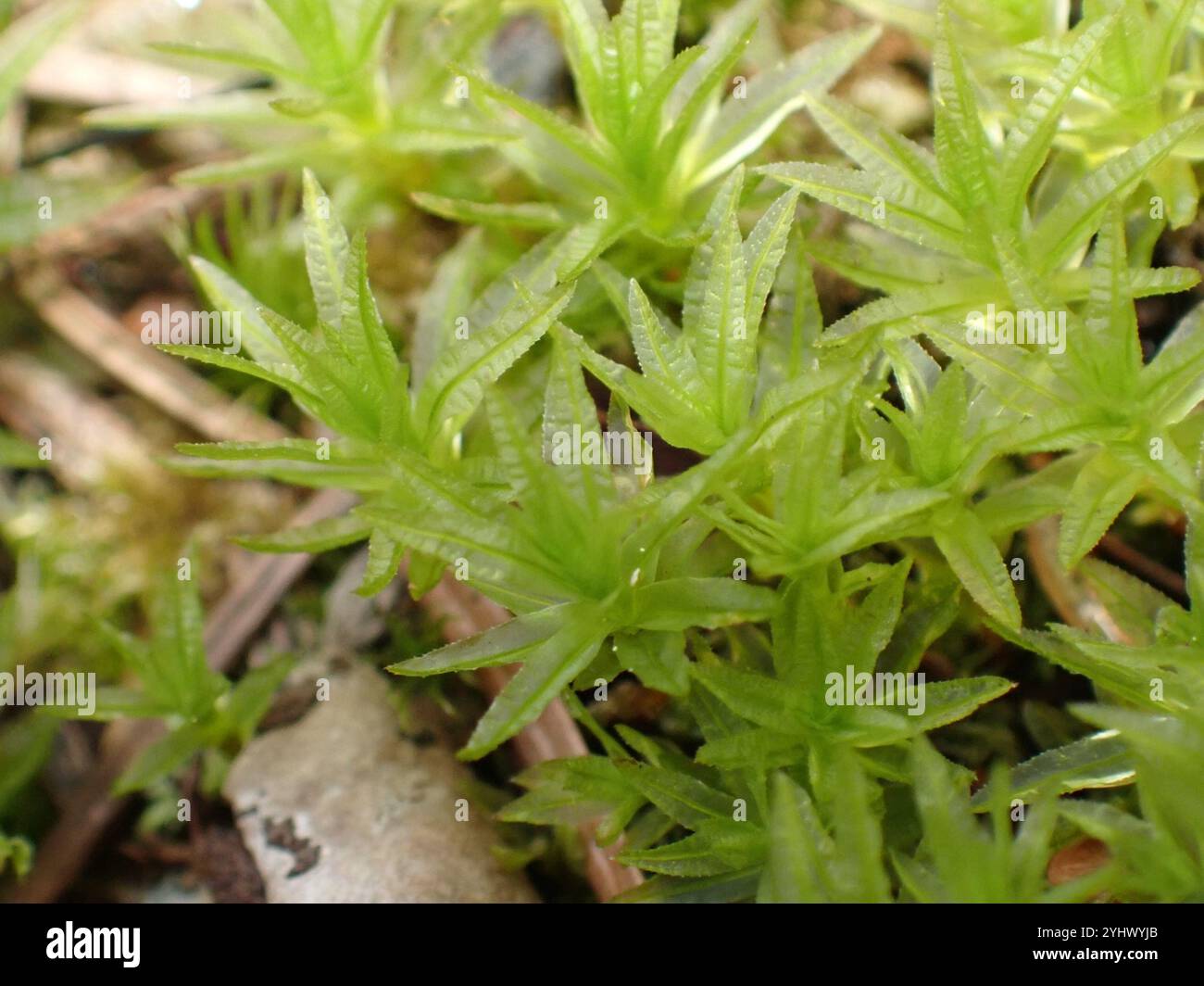Catherine's moss (Atrichum undulatum Stock Photo - Alamy