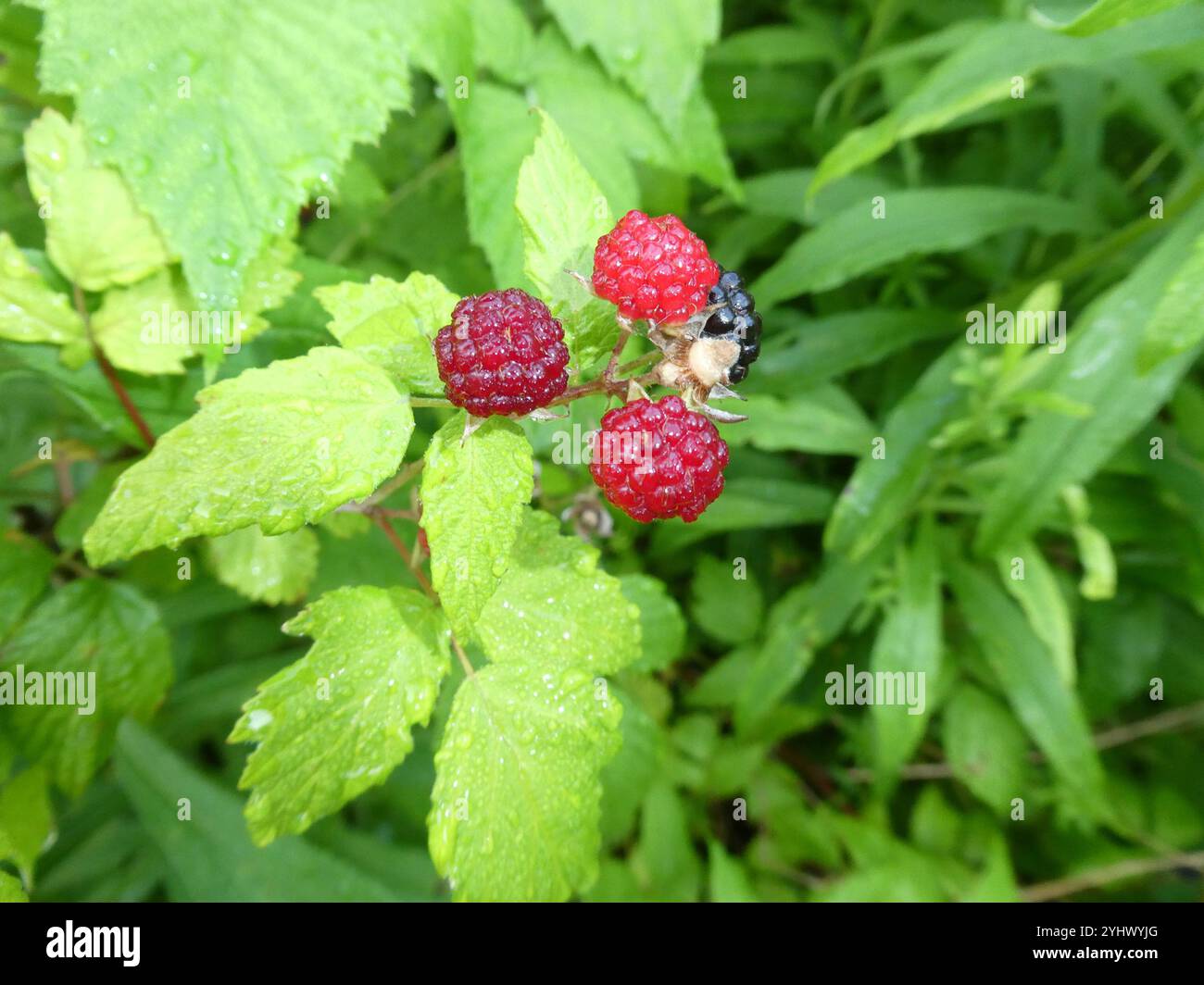 black raspberry (Rubus occidentalis Stock Photo - Alamy