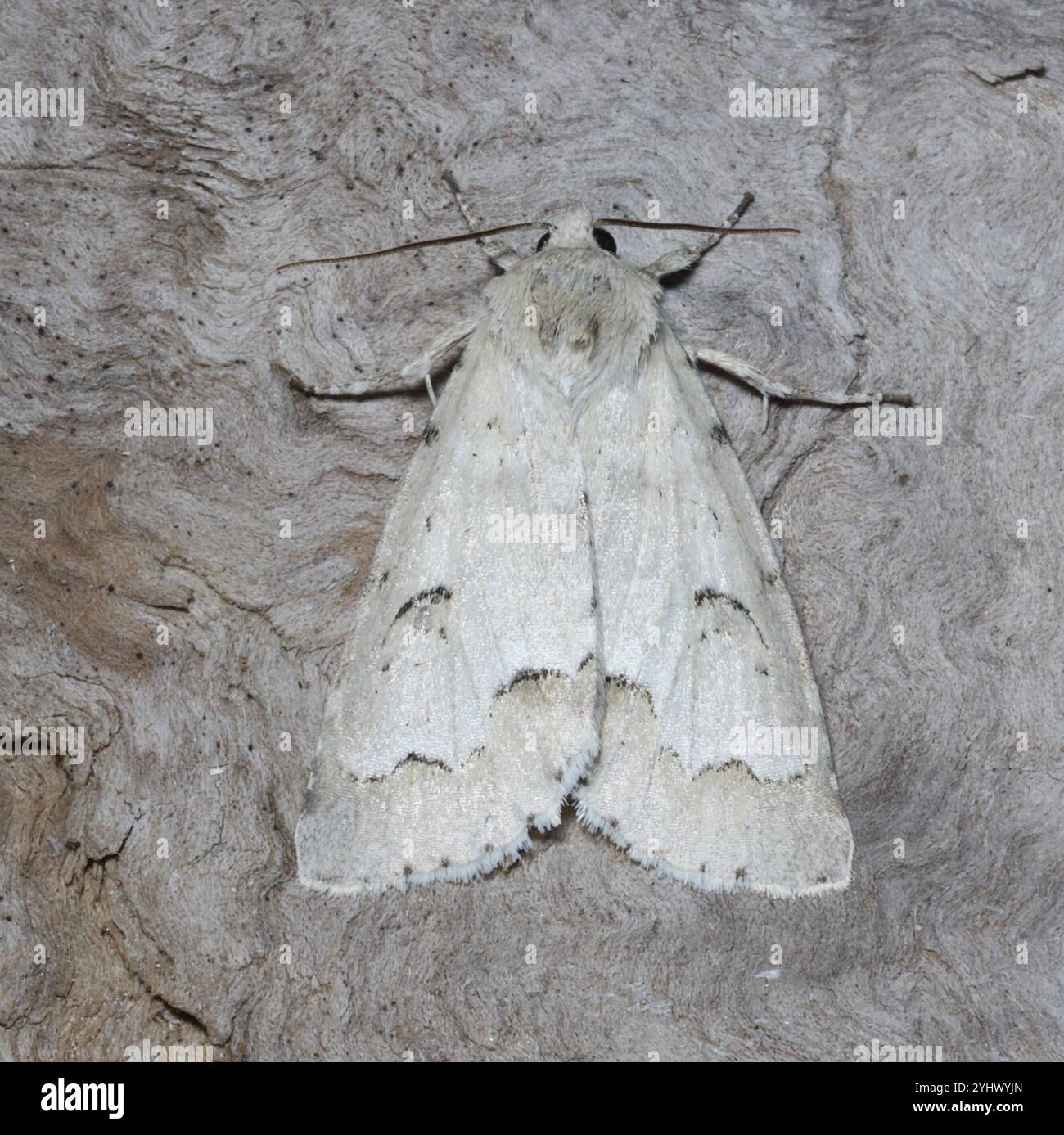 Unmarked Dagger (Acronicta innotata Stock Photo - Alamy