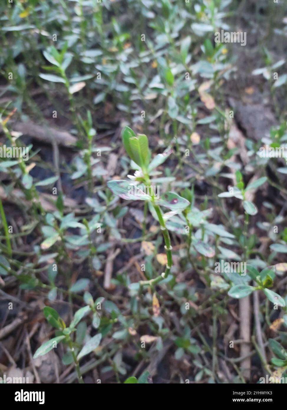 Alligatorweed (Alternanthera philoxeroides Stock Photo - Alamy