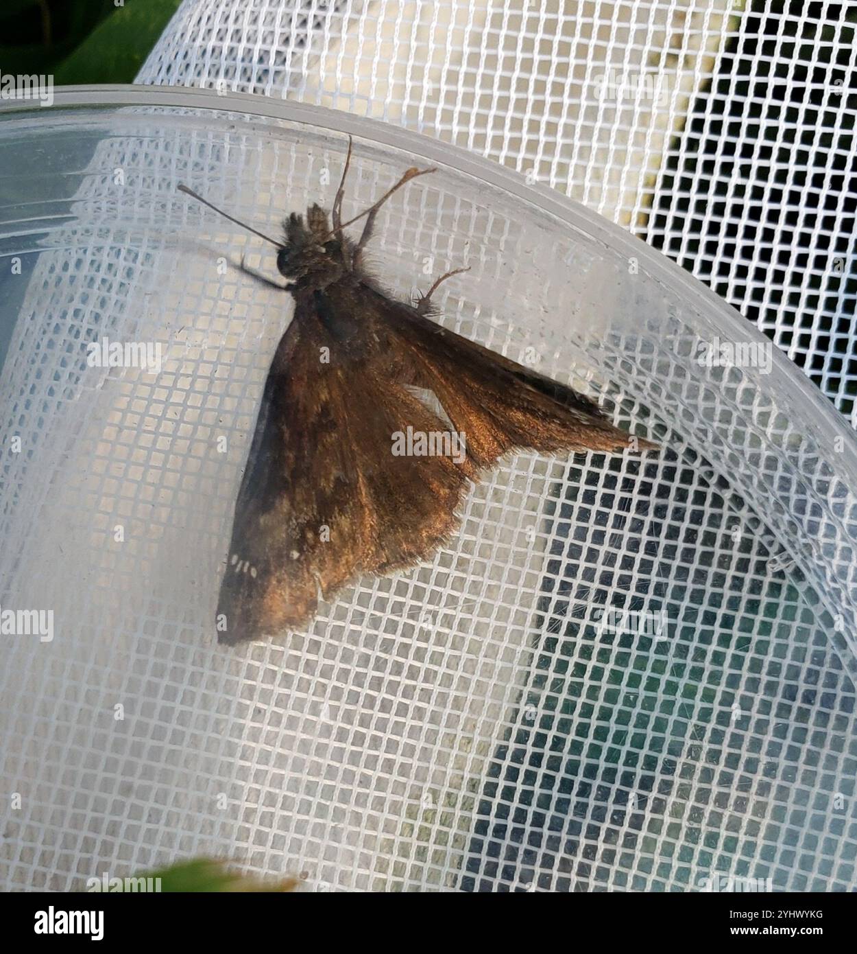Wild Indigo Duskywing (Erynnis baptisiae Stock Photo - Alamy