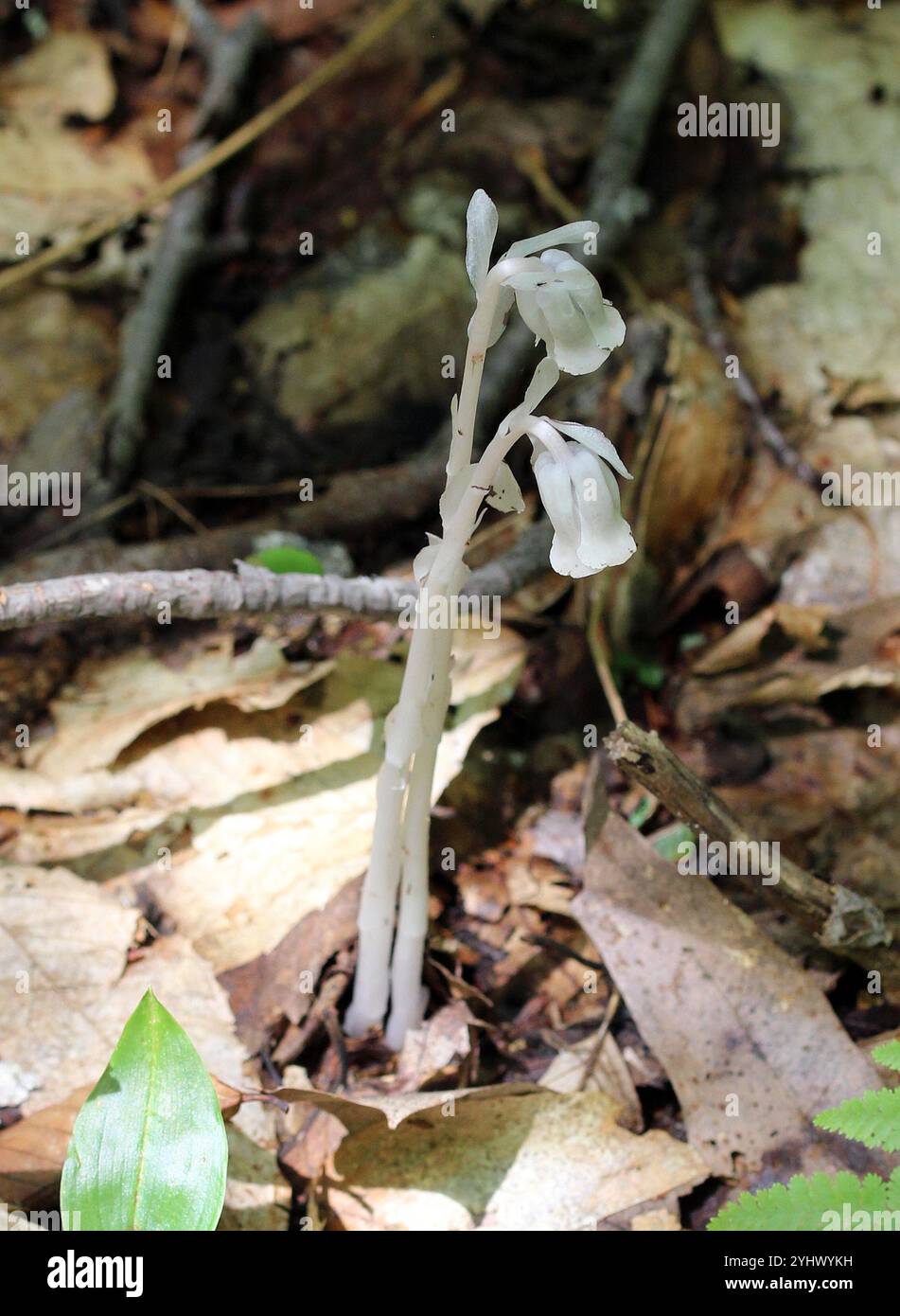 Ghost Pipe (Monotropa uniflora Stock Photo - Alamy