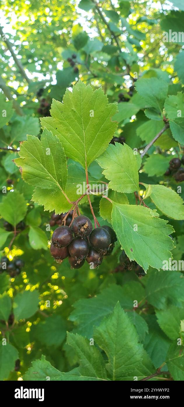 Black Hawthorn (Crataegus douglasii Stock Photo - Alamy