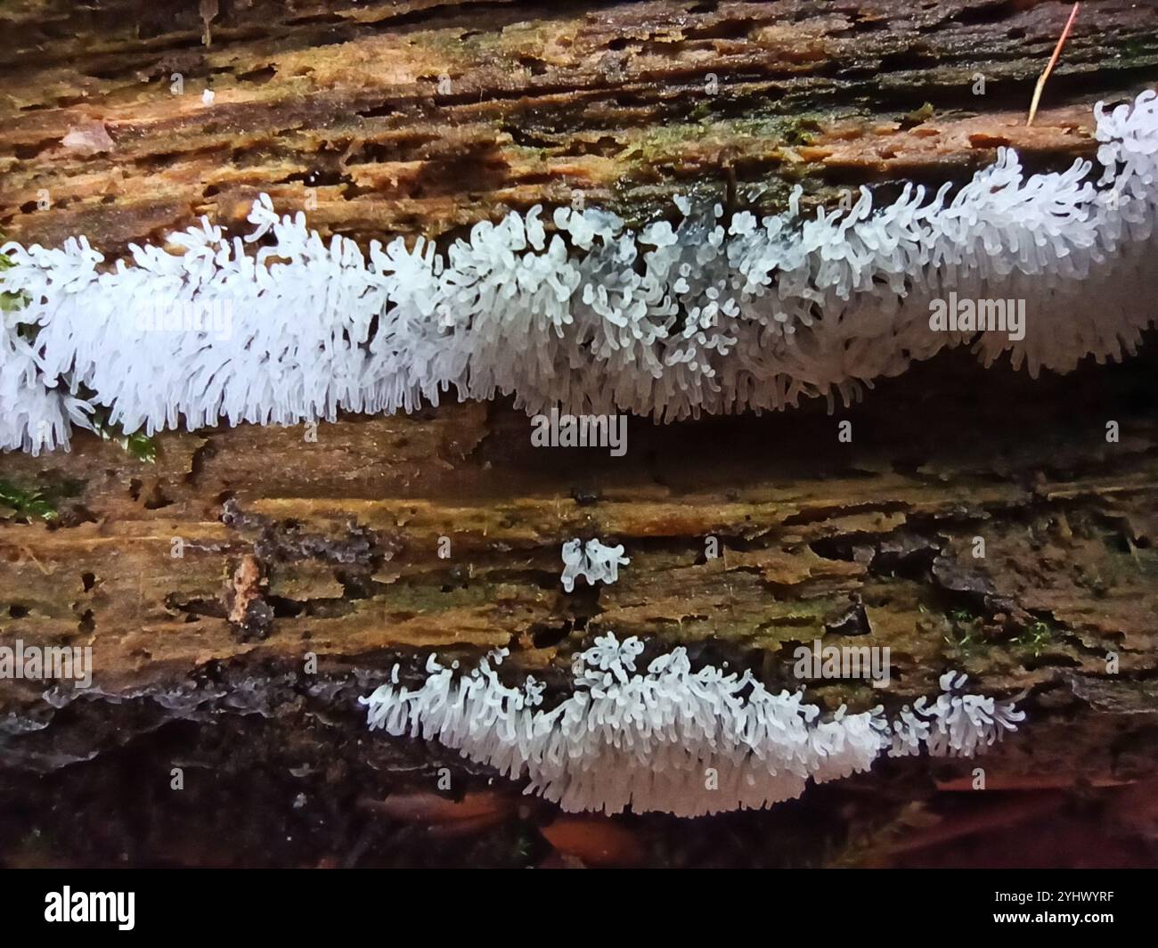 Honeycomb Coral Slime Mold (Ceratiomyxa fruticulosa Stock Photo - Alamy