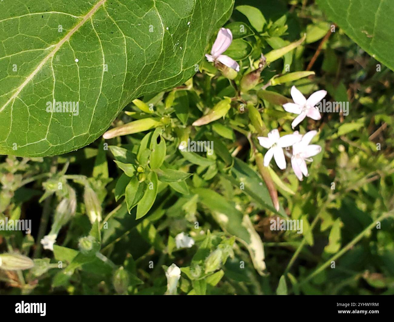 common soapwort (Saponaria officinalis Stock Photo - Alamy