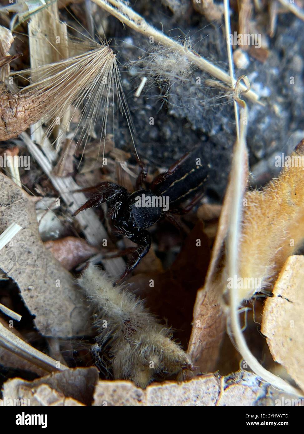 Ribbon Jumping Spider (Metacyrba taeniola Stock Photo - Alamy