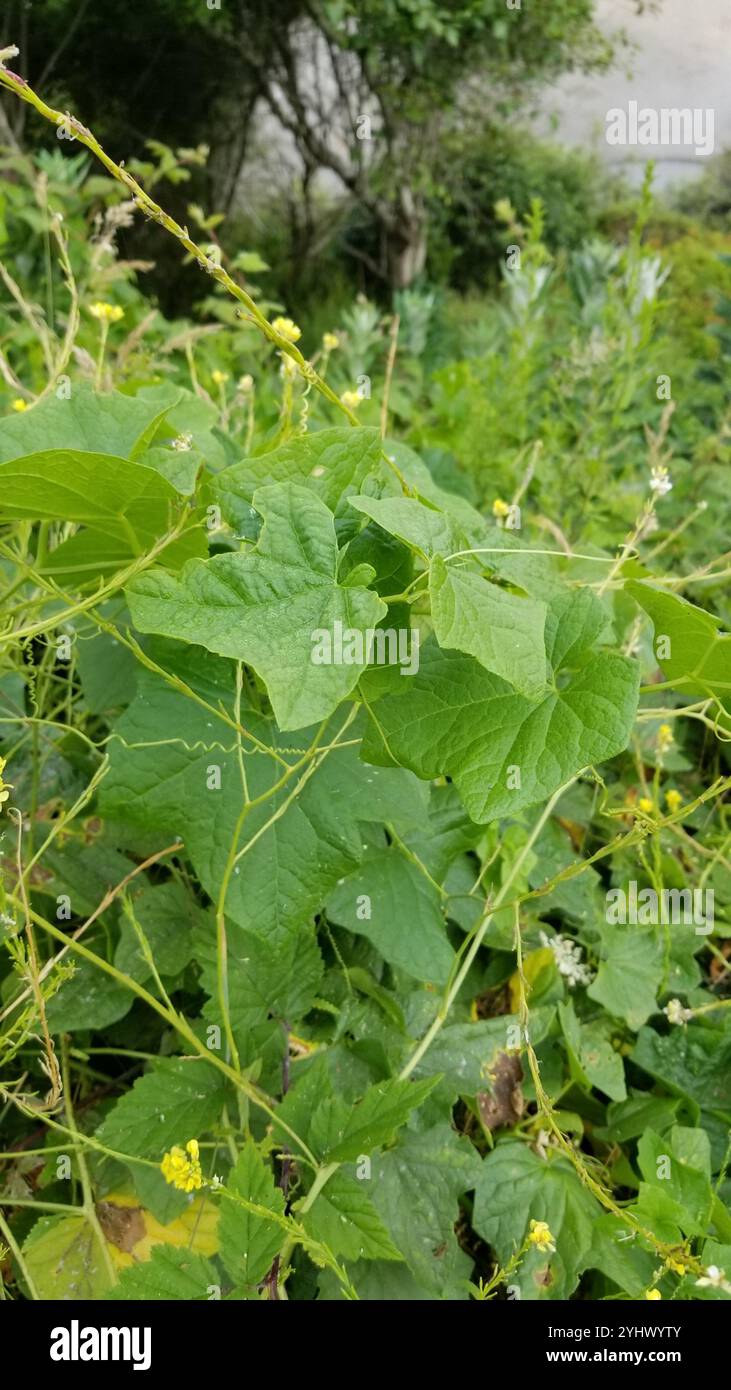 coastal manroot (Marah oregana Stock Photo - Alamy