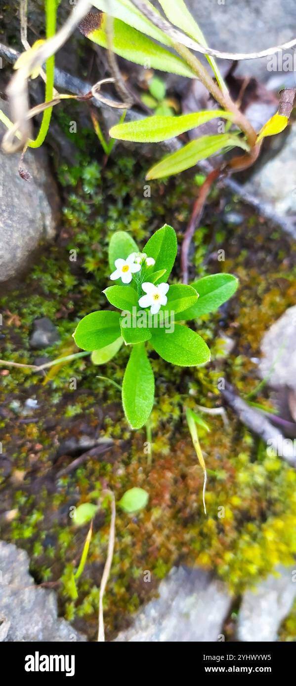 Tufted Forget-me-not (Myosotis laxa cespitosa Stock Photo - Alamy