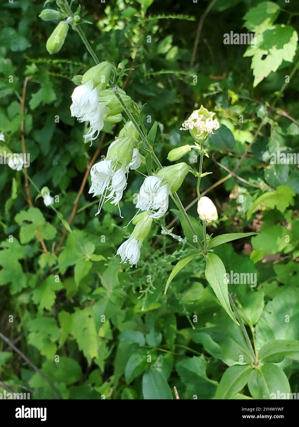 starry campion (Silene stellata Stock Photo - Alamy