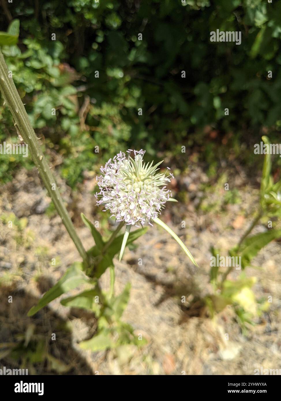 fuller's teasel (Dipsacus sativus Stock Photo - Alamy