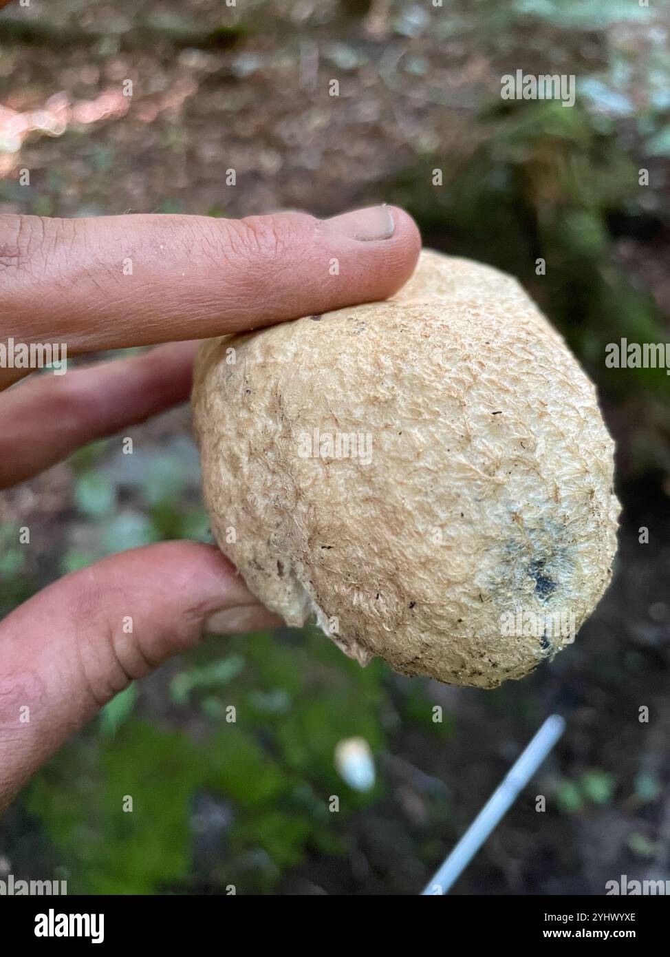 Cornflower Bolete (Gyroporus cyanescens Stock Photo - Alamy