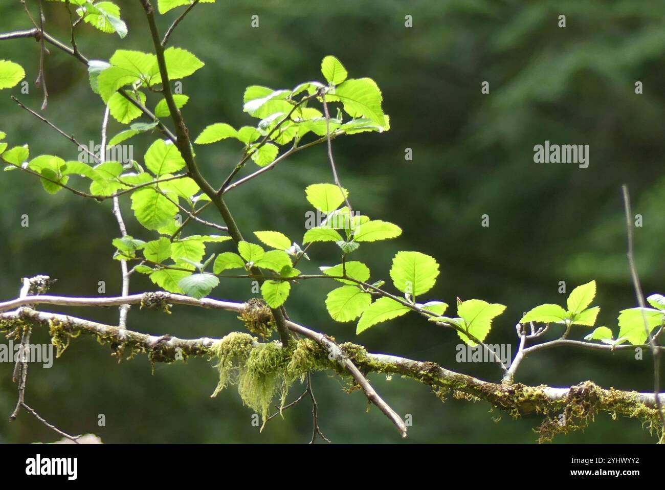 Red Alder (Alnus rubra Stock Photo - Alamy
