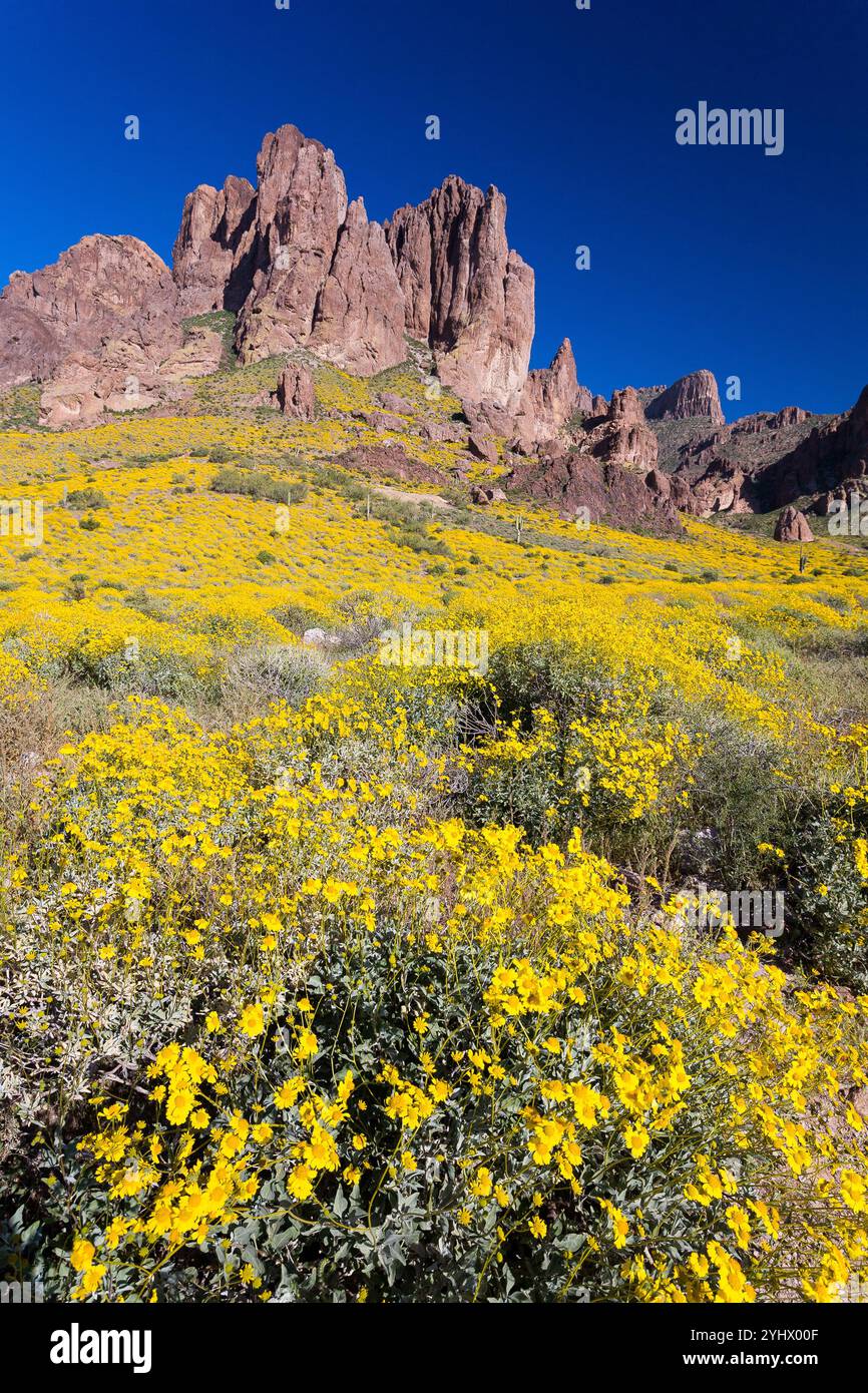 Brittlebrush wildflowers in full bloom below the western cliffs of the ...