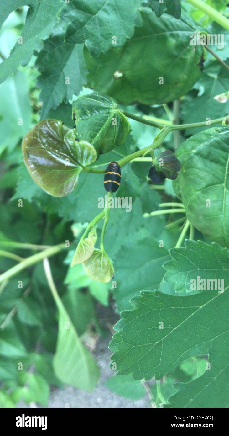 Two lined spittlebug prosapia bicincta hi-res stock photography and ...
