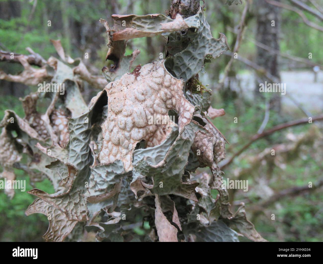 Tree Lungwort (Lobaria pulmonaria Stock Photo - Alamy