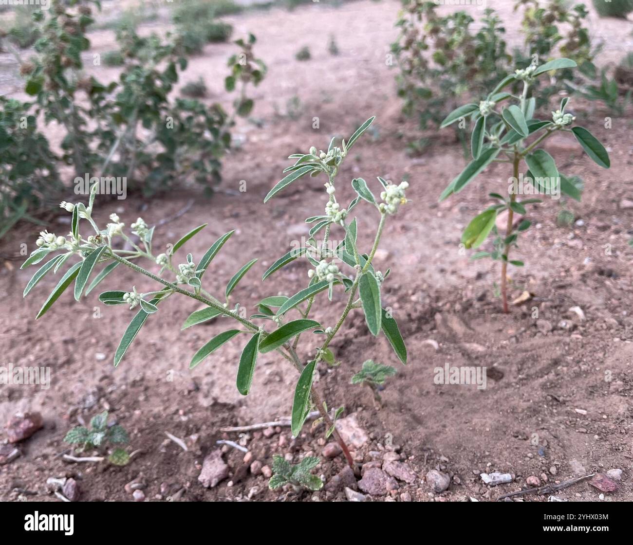 skunkweed (Croton texensis Stock Photo - Alamy