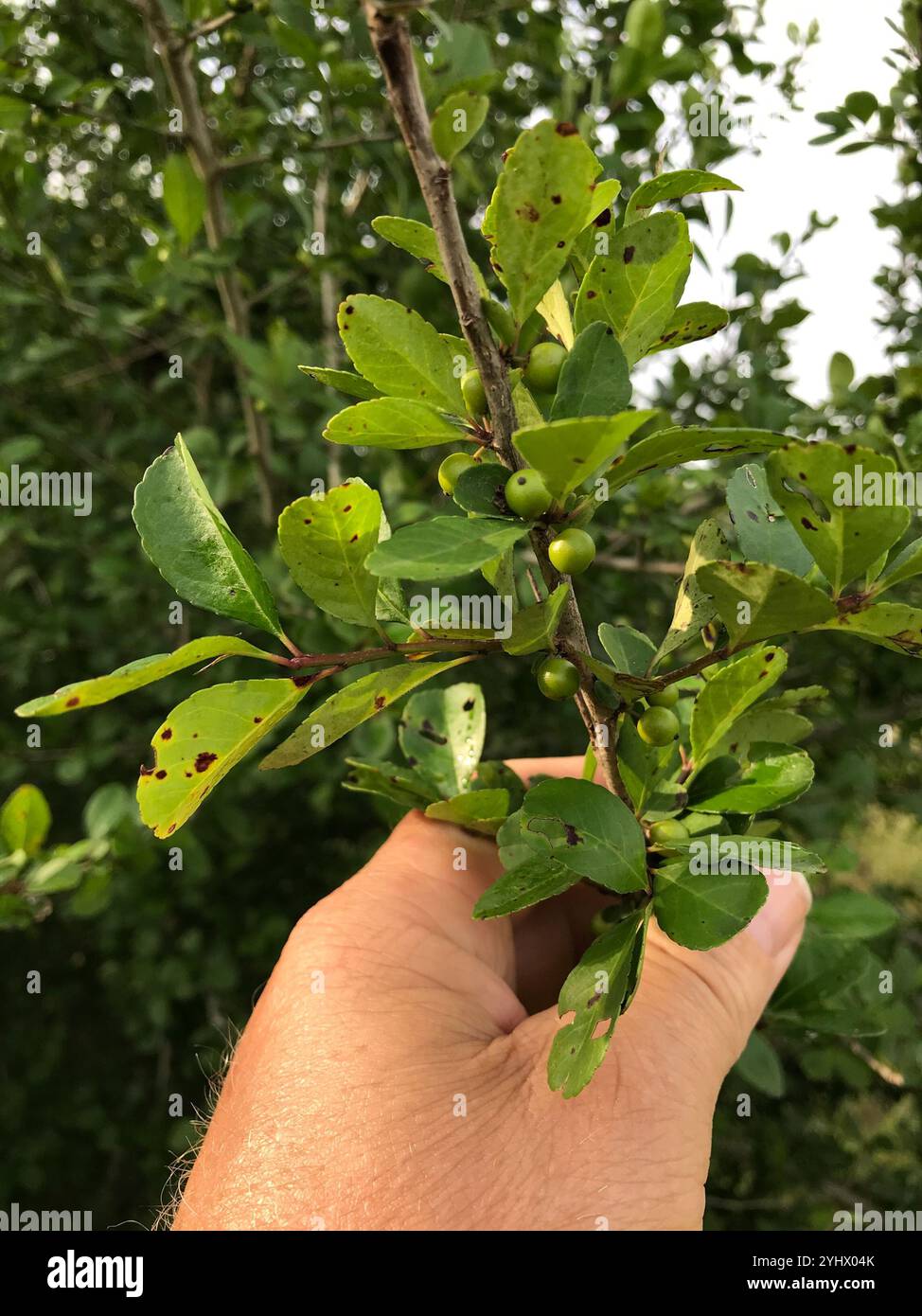 possumhaw (Ilex decidua Stock Photo - Alamy