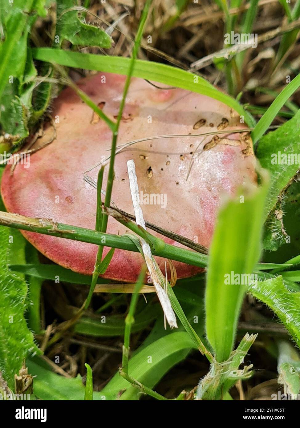 Ruby Bolete (Hortiboletus rubellus Stock Photo - Alamy