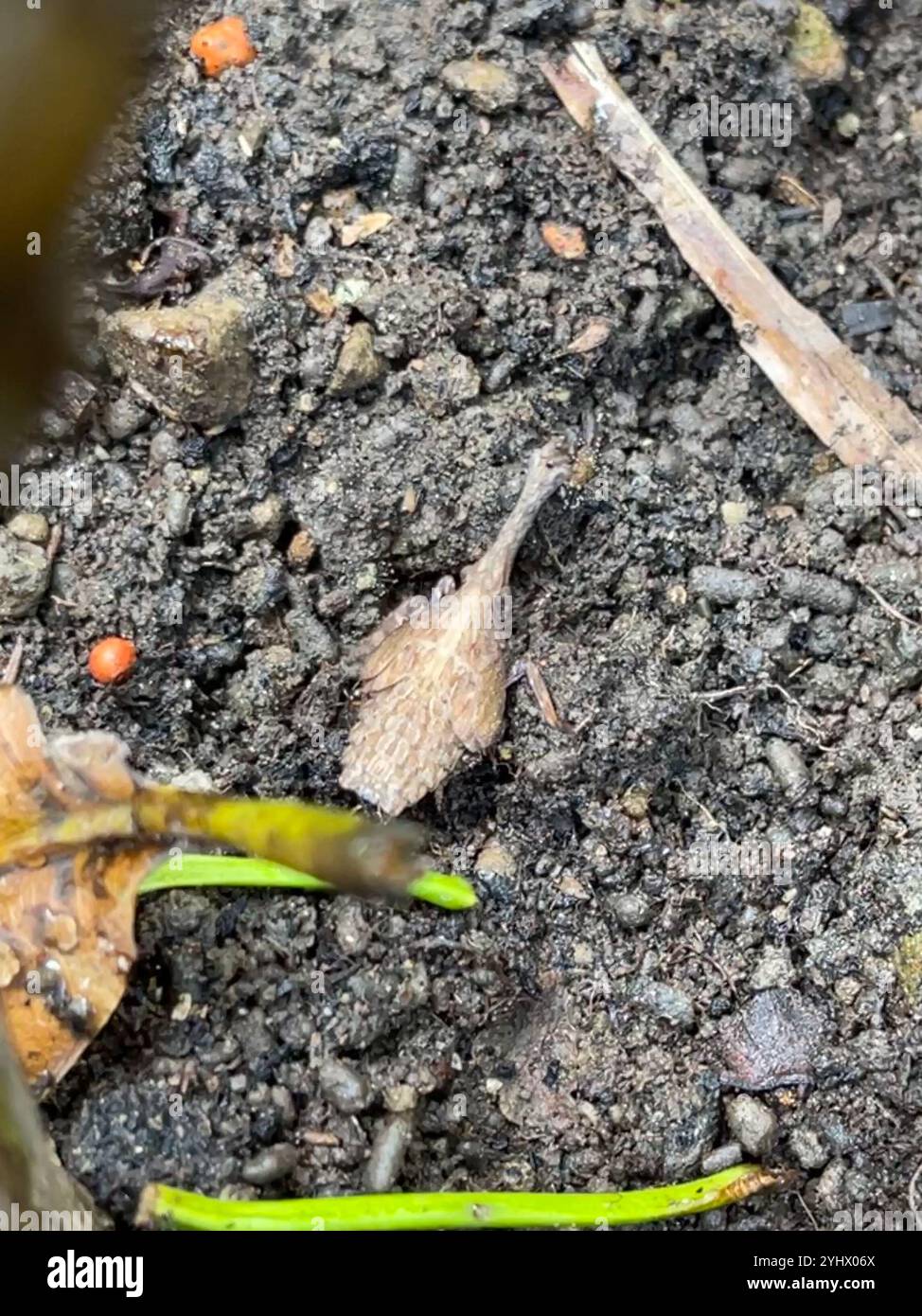 Watanabe's Lanternfly (Pyrops watanabei Stock Photo - Alamy