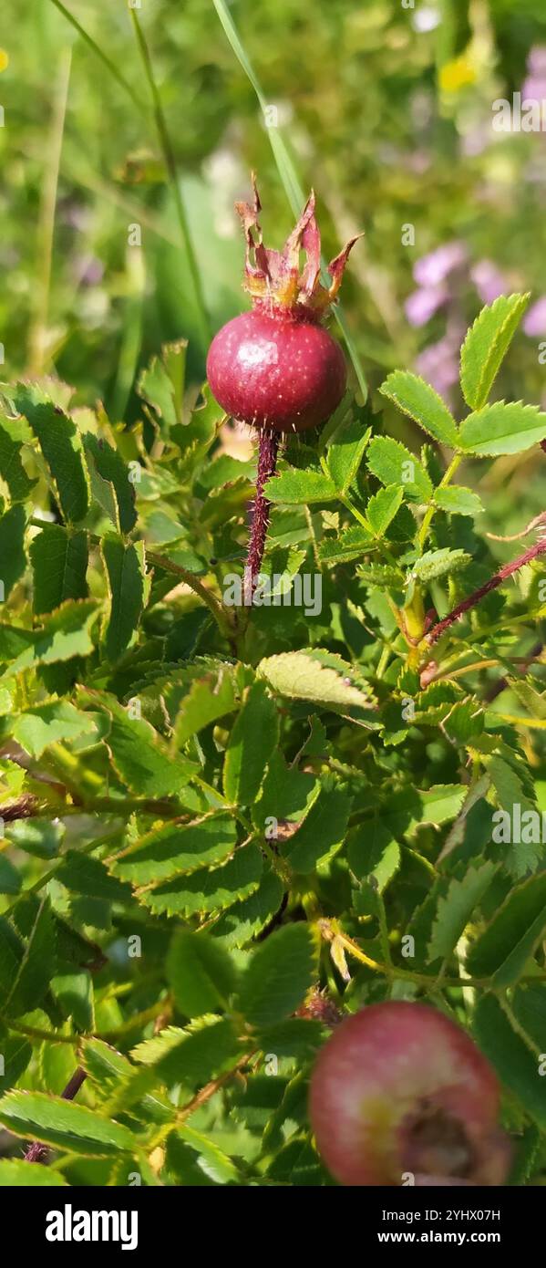 Burnet Rose (Rosa spinosissima Stock Photo - Alamy