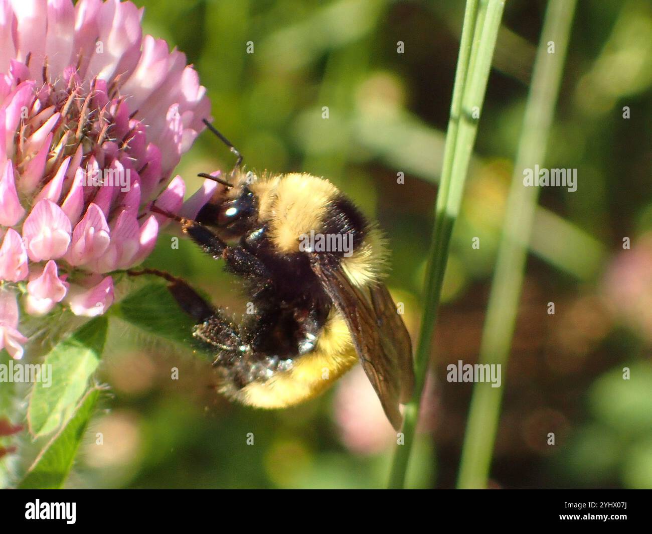Northern Amber Bumble Bee (Bombus borealis Stock Photo - Alamy