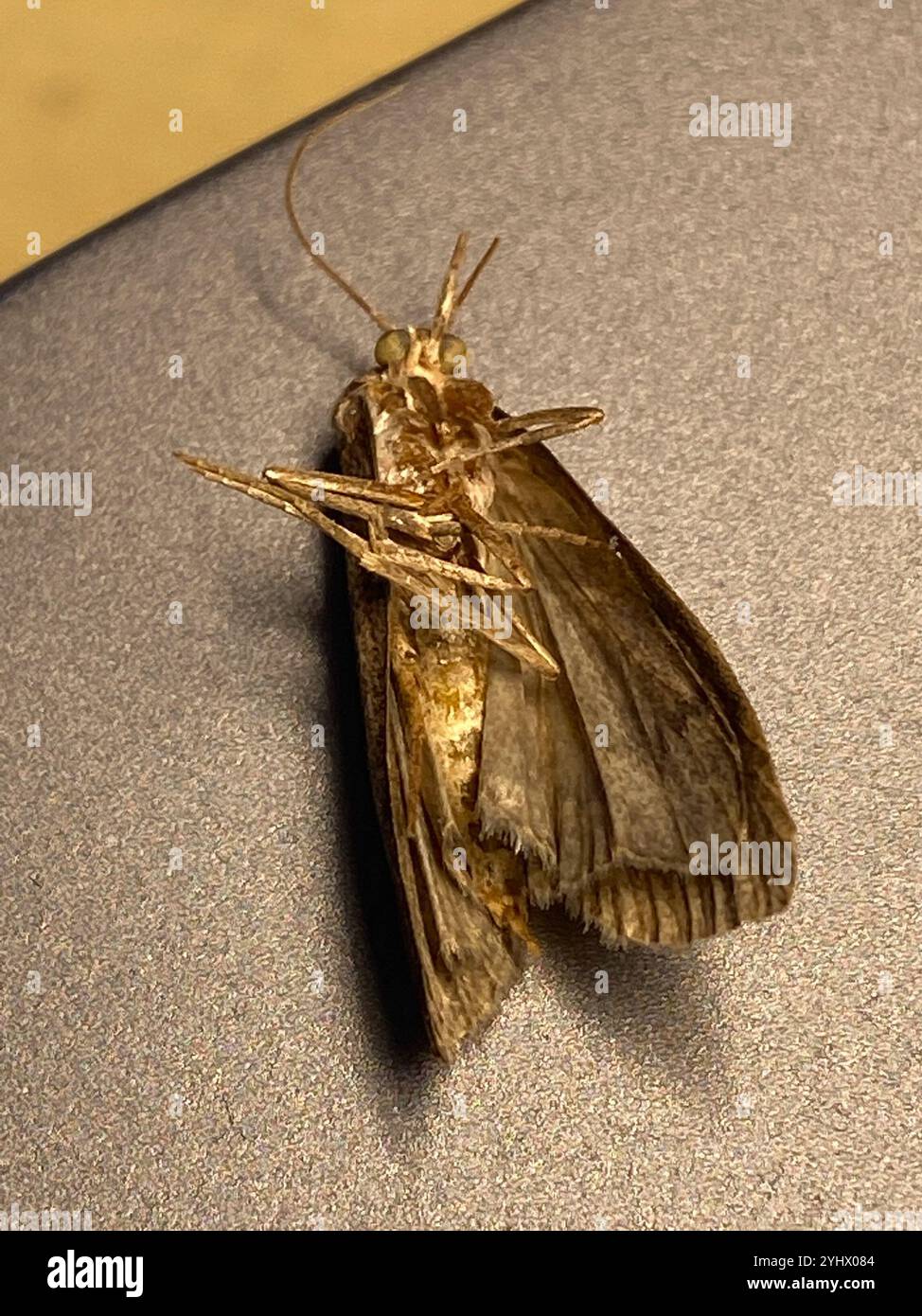 Bee Moth (Aphomia sociella Stock Photo - Alamy