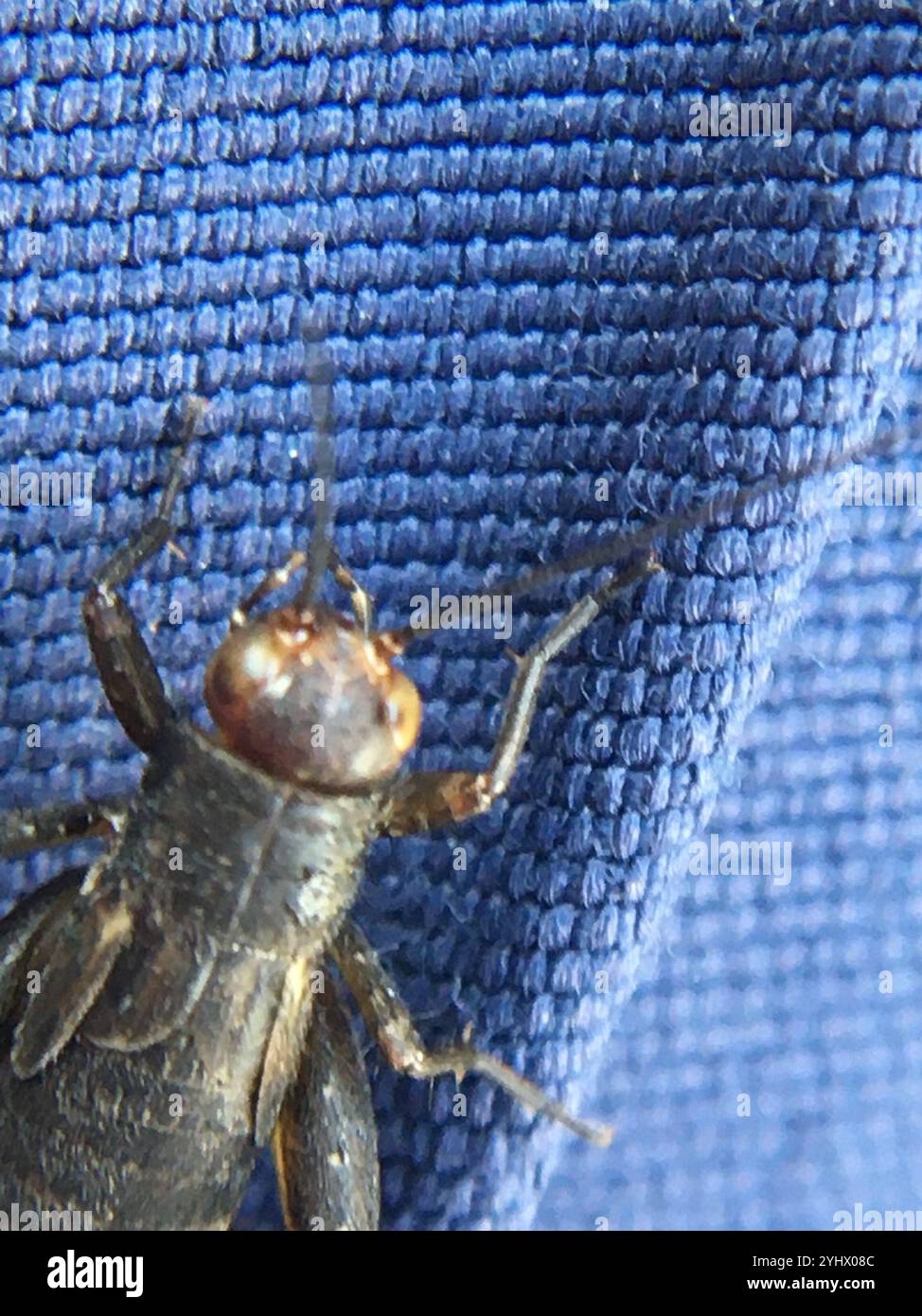 Robust Ground Crickets (Allonemobius Stock Photo - Alamy