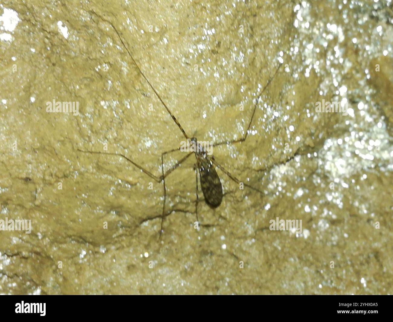 Limoniid Crane Flies (Limoniidae Stock Photo - Alamy