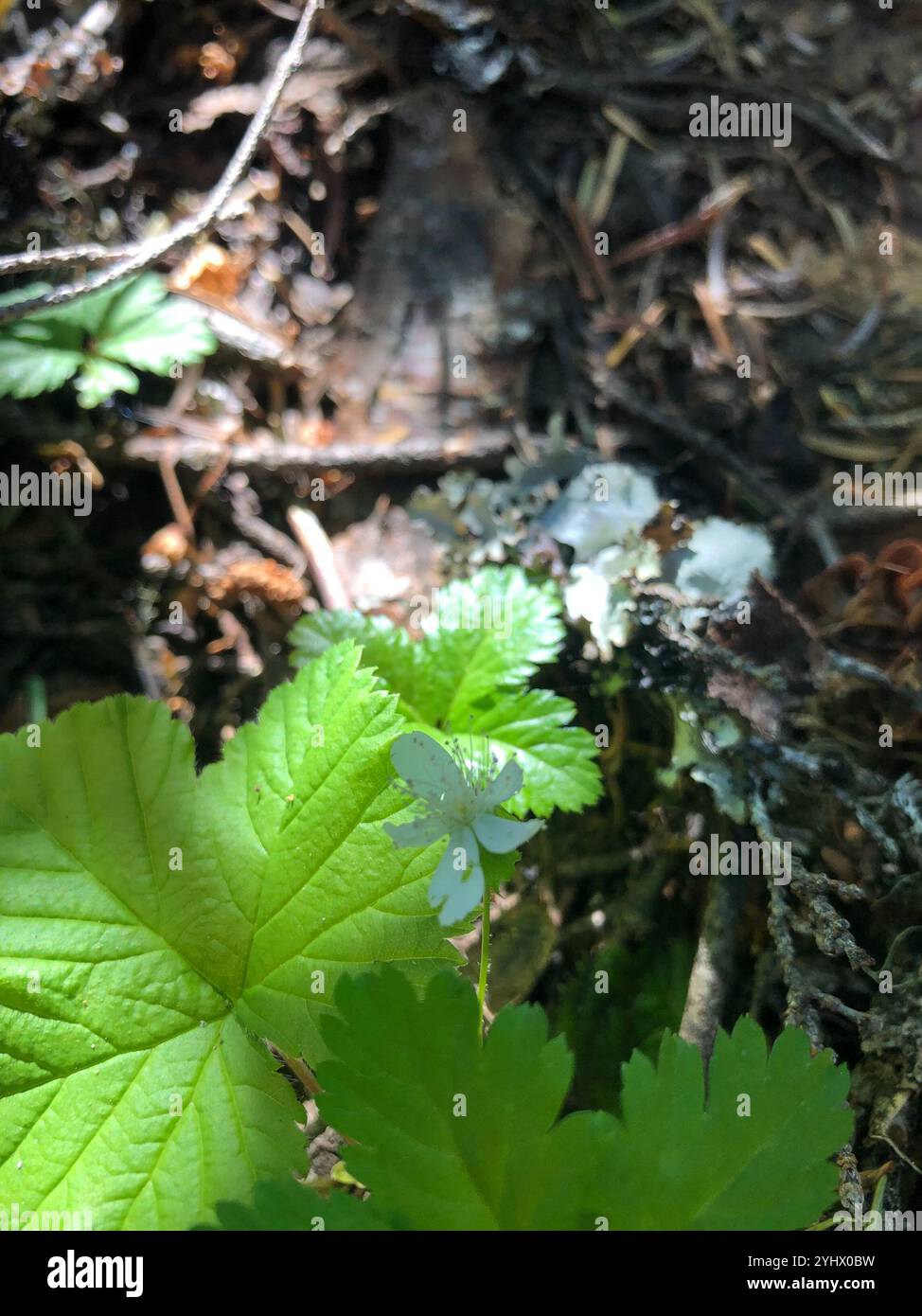 Five-leaf Dwarf Bramble (Rubus pedatus Stock Photo - Alamy
