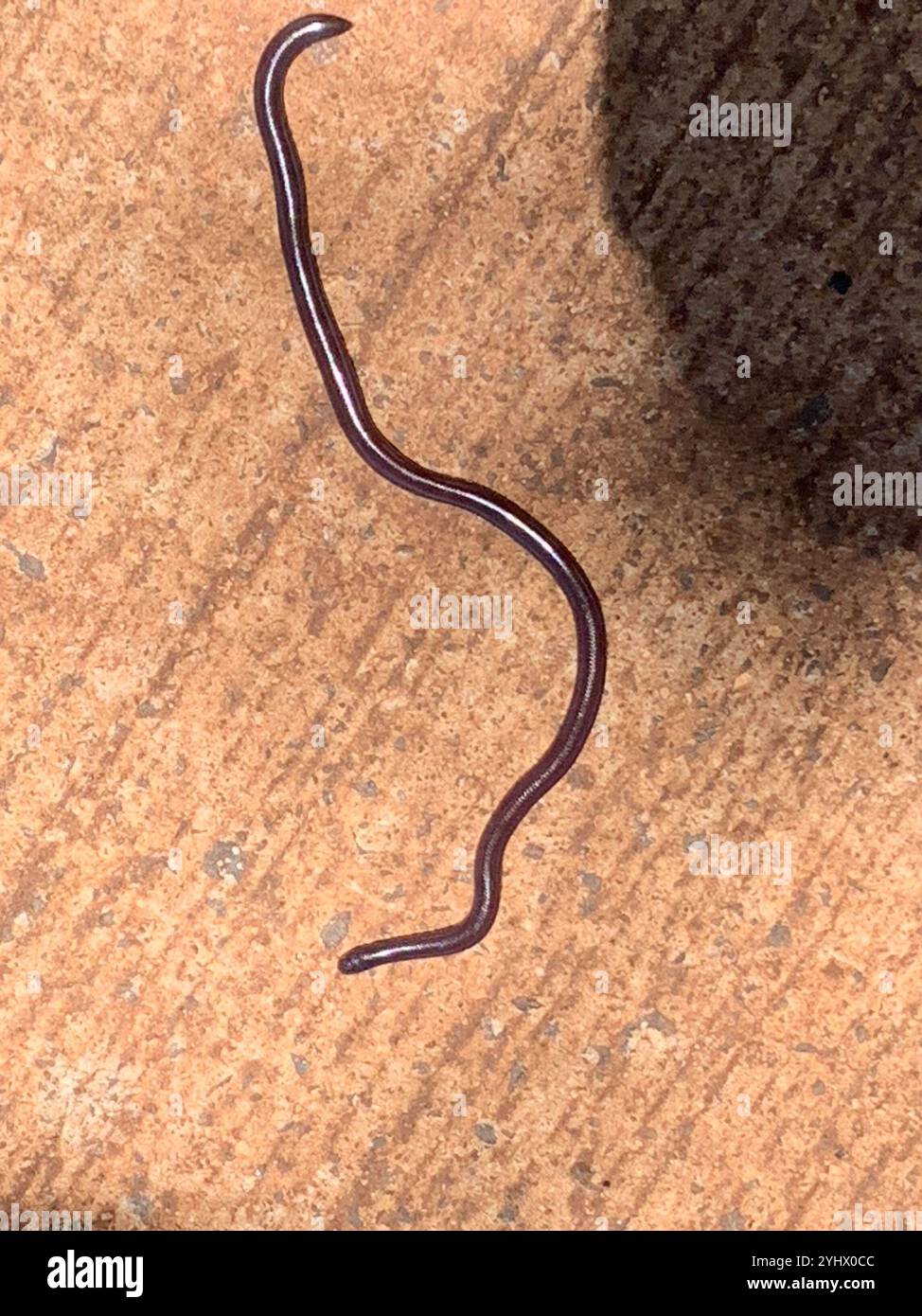 Brahminy Blindsnake (Indotyphlops braminus Stock Photo - Alamy