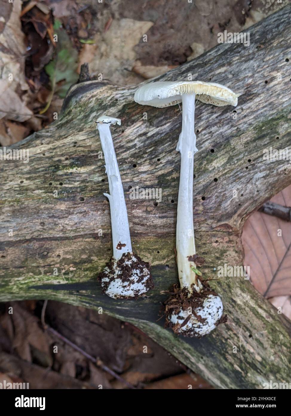 Eastern North American Destroying Angel (Amanita bisporigera Stock ...
