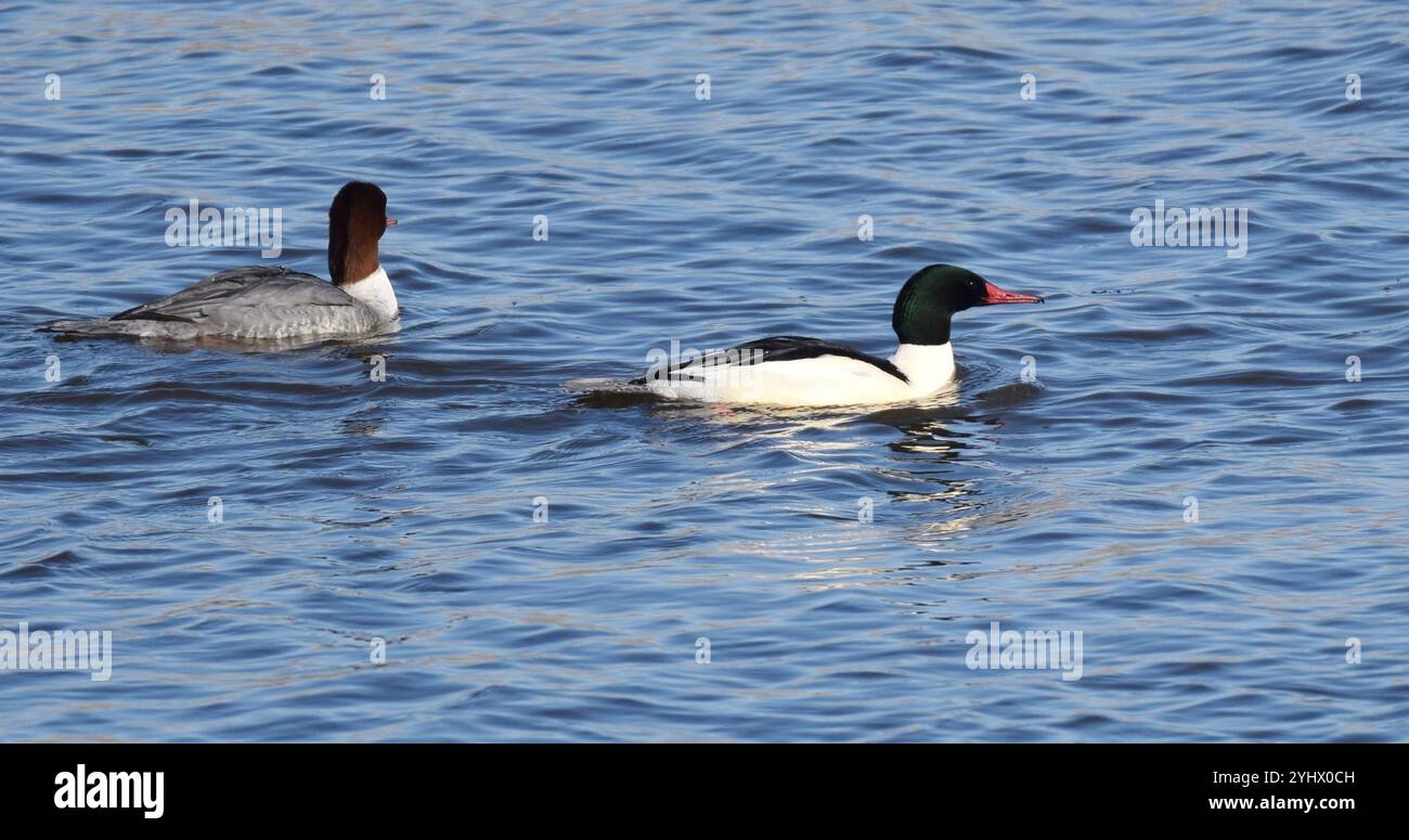 Common Merganser (Mergus merganser Stock Photo - Alamy