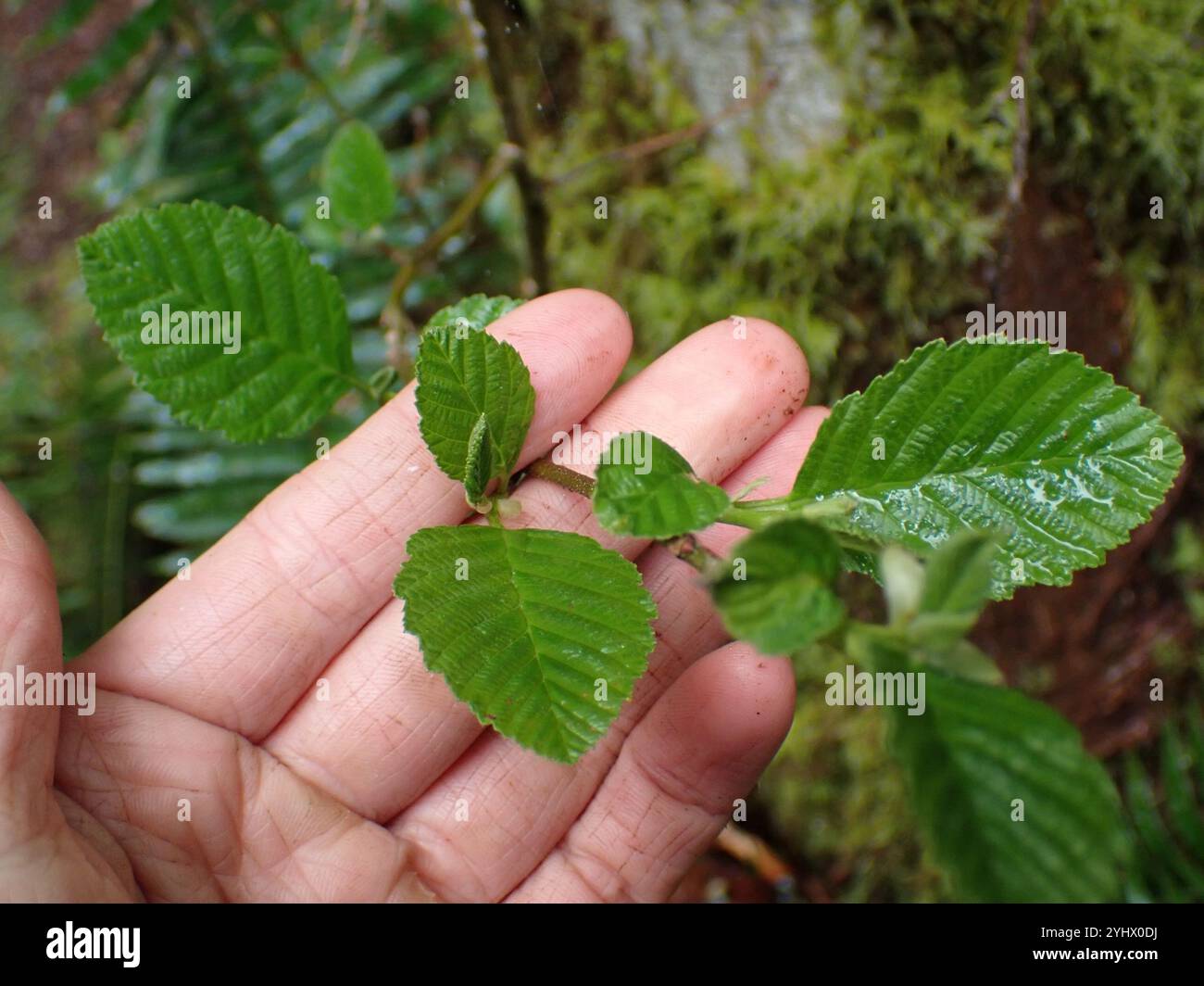 Red Alder (Alnus rubra Stock Photo - Alamy