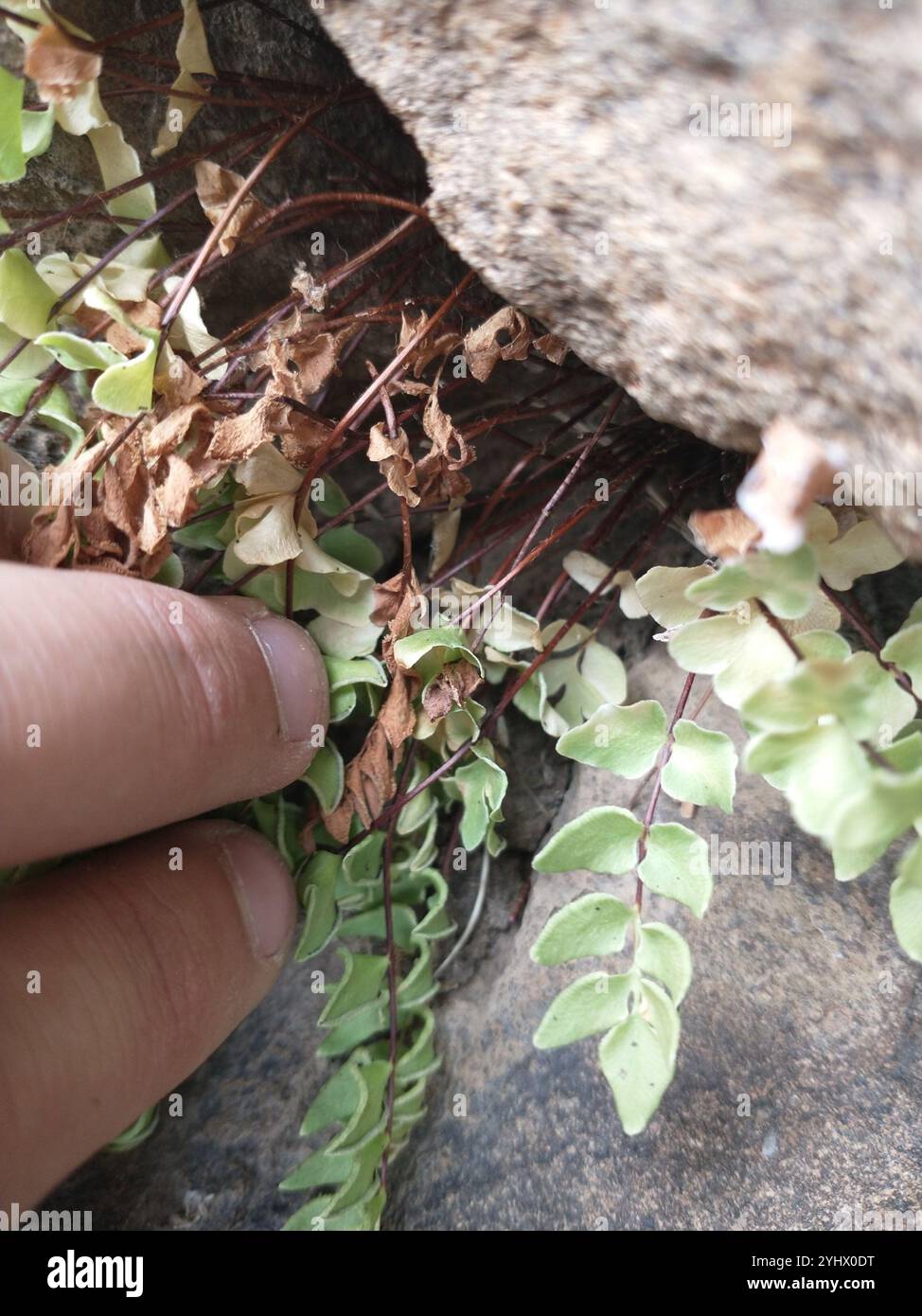 Cliffbrake hi-res stock photography and images - Alamy