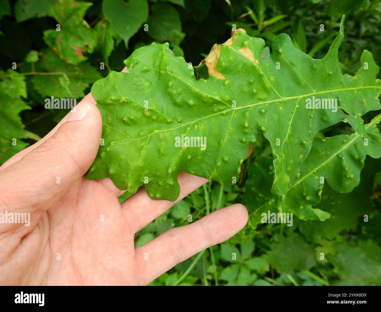 oak flake gall wasp (Neuroterus quercusverrucarum Stock Photo - Alamy