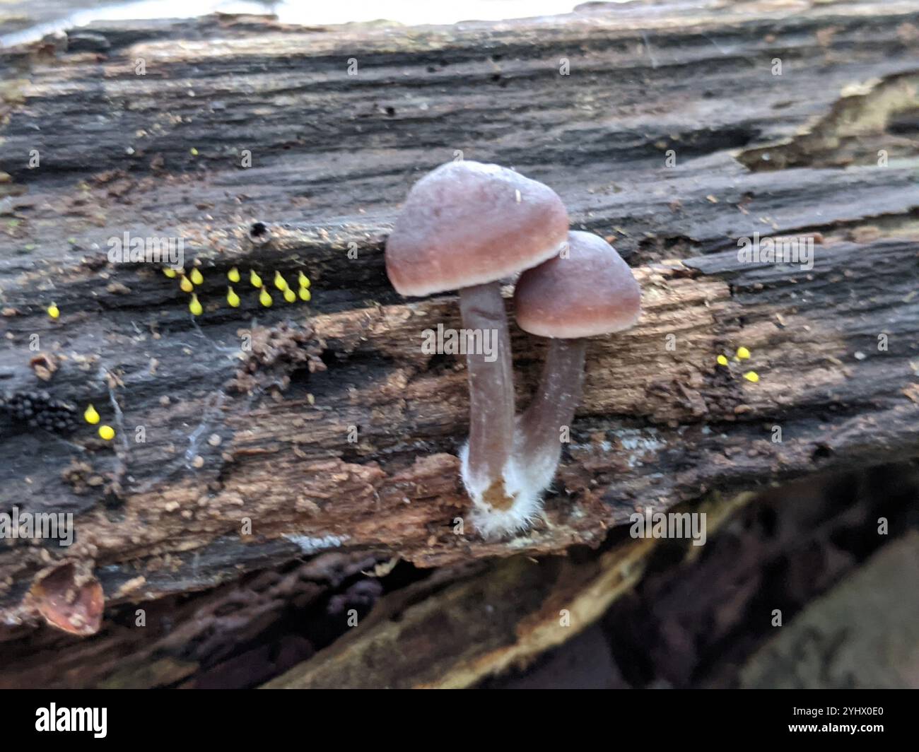 Bleeding Fairy Helmet (Mycena haematopus Stock Photo - Alamy