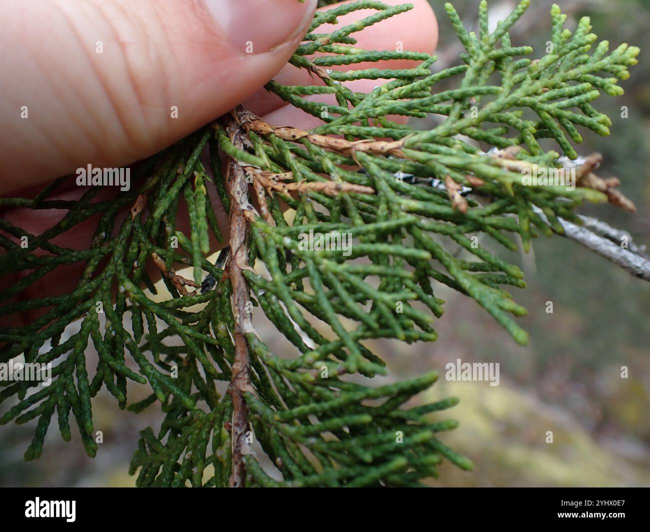 Seaside Juniper (Juniperus maritima Stock Photo - Alamy