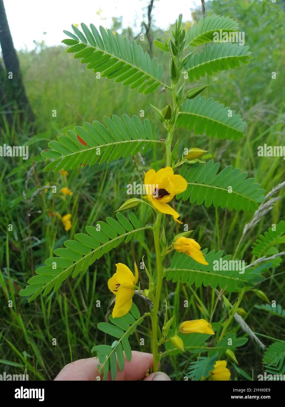partridge pea (Chamaecrista fasciculata Stock Photo - Alamy