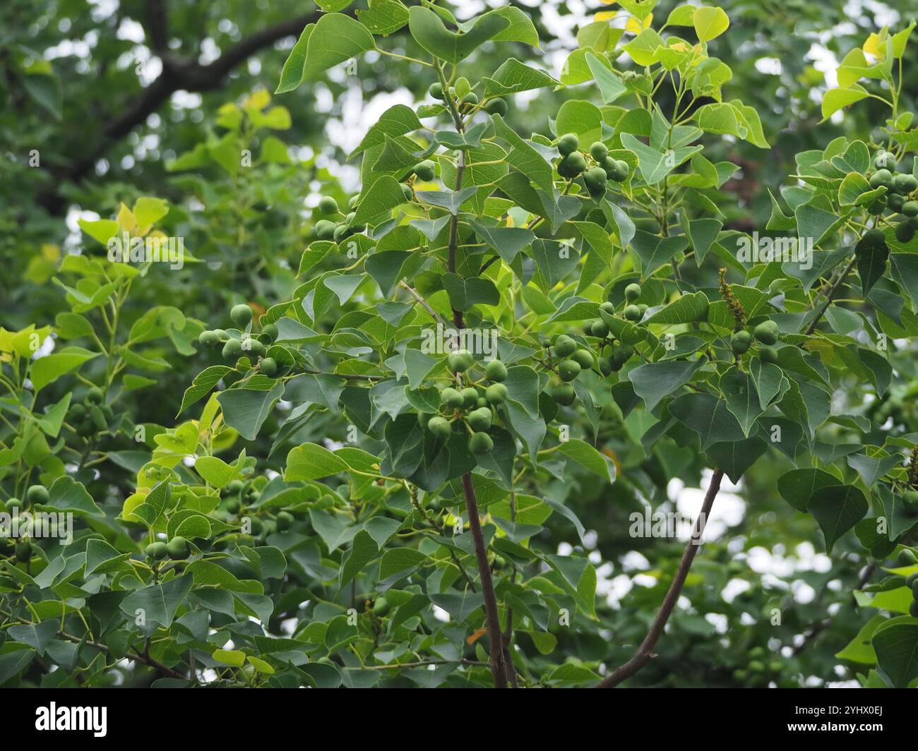 Chinese Tallow (Triadica sebifera Stock Photo - Alamy
