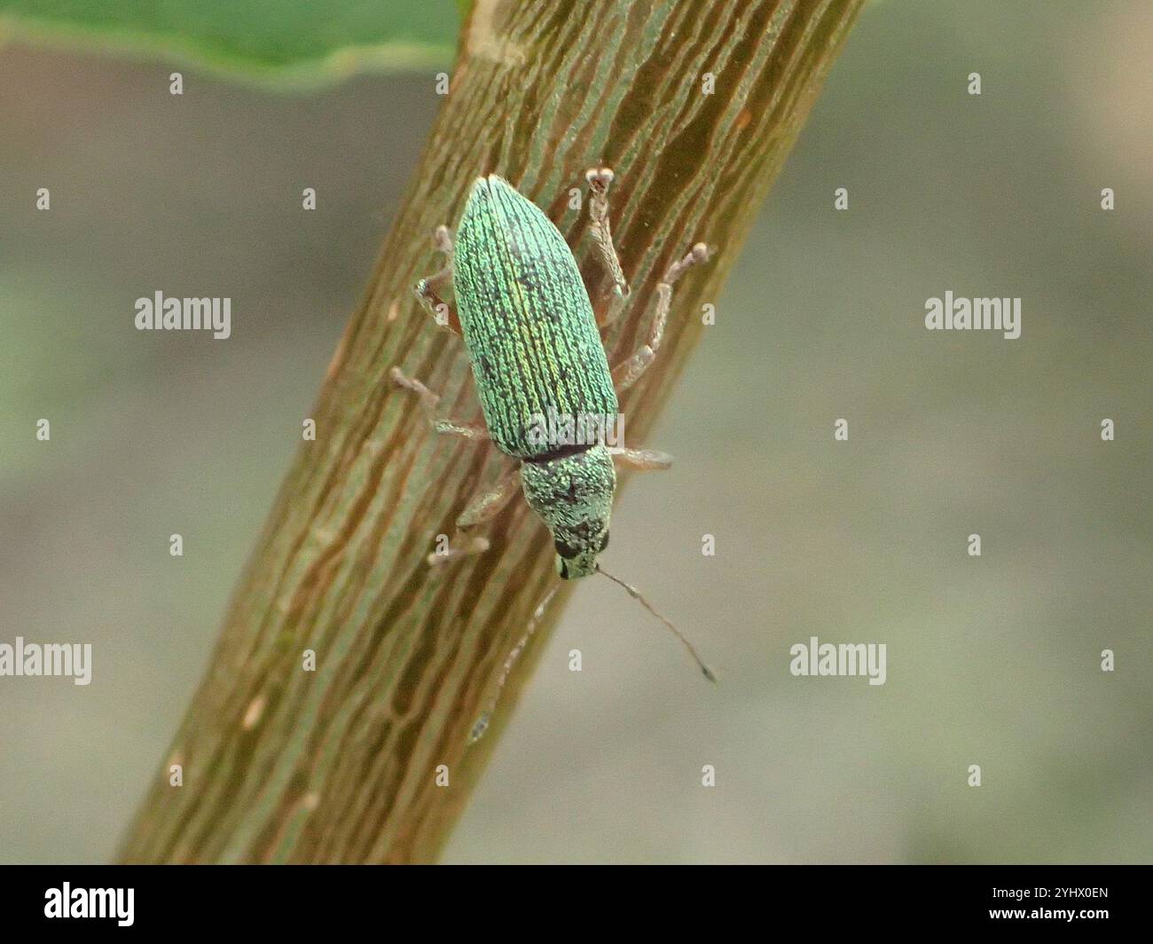 Green Immigrant Leaf Weevil (Polydrusus formosus Stock Photo - Alamy