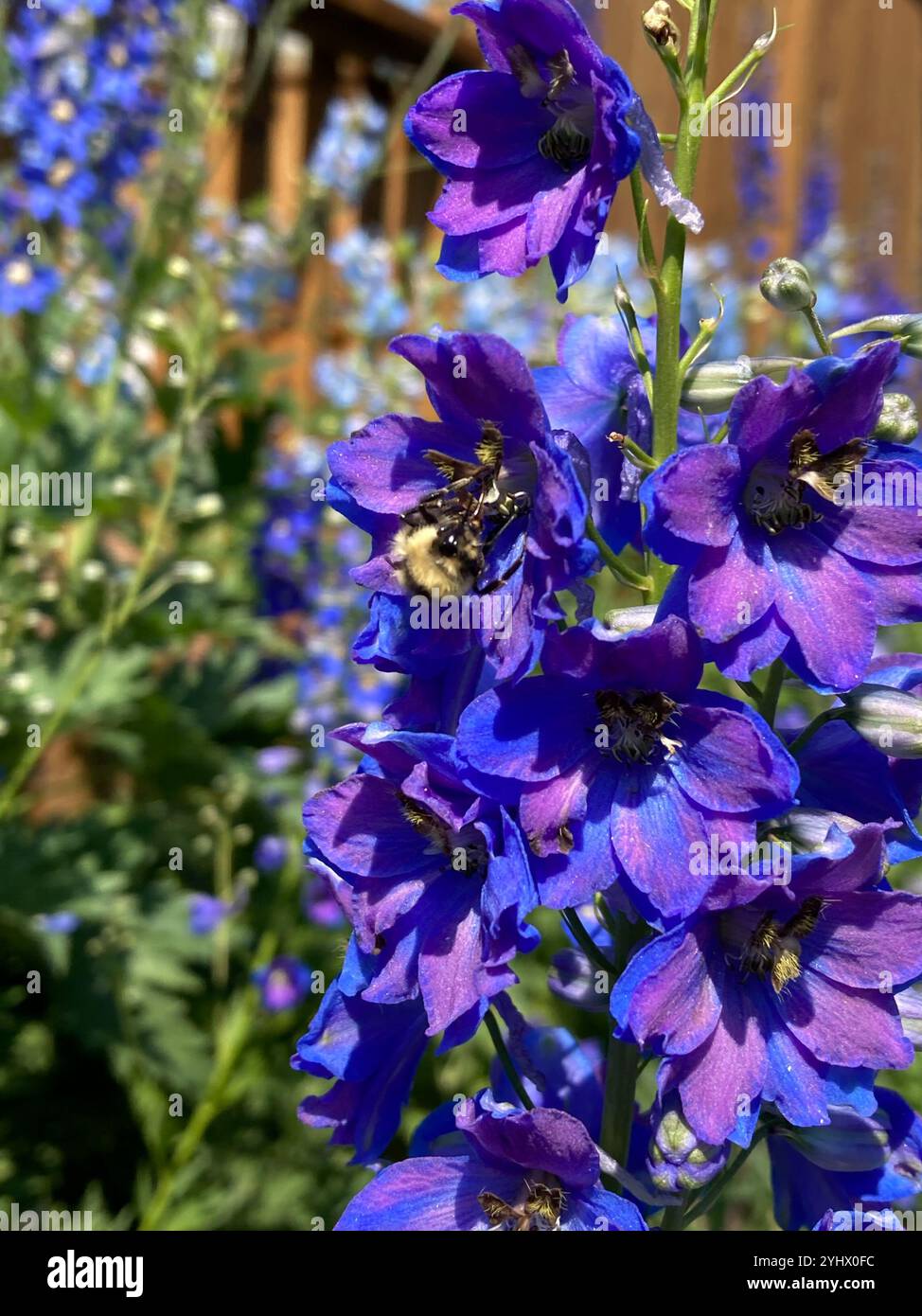 Great Basin Bumble Bee (Bombus centralis Stock Photo - Alamy
