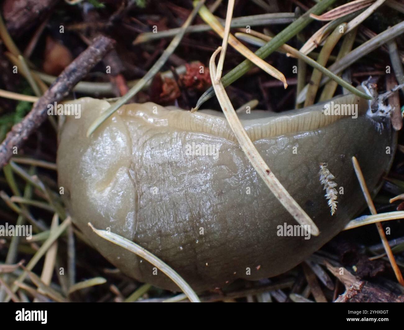 Pacific Banana Slug (Ariolimax columbianus Stock Photo - Alamy
