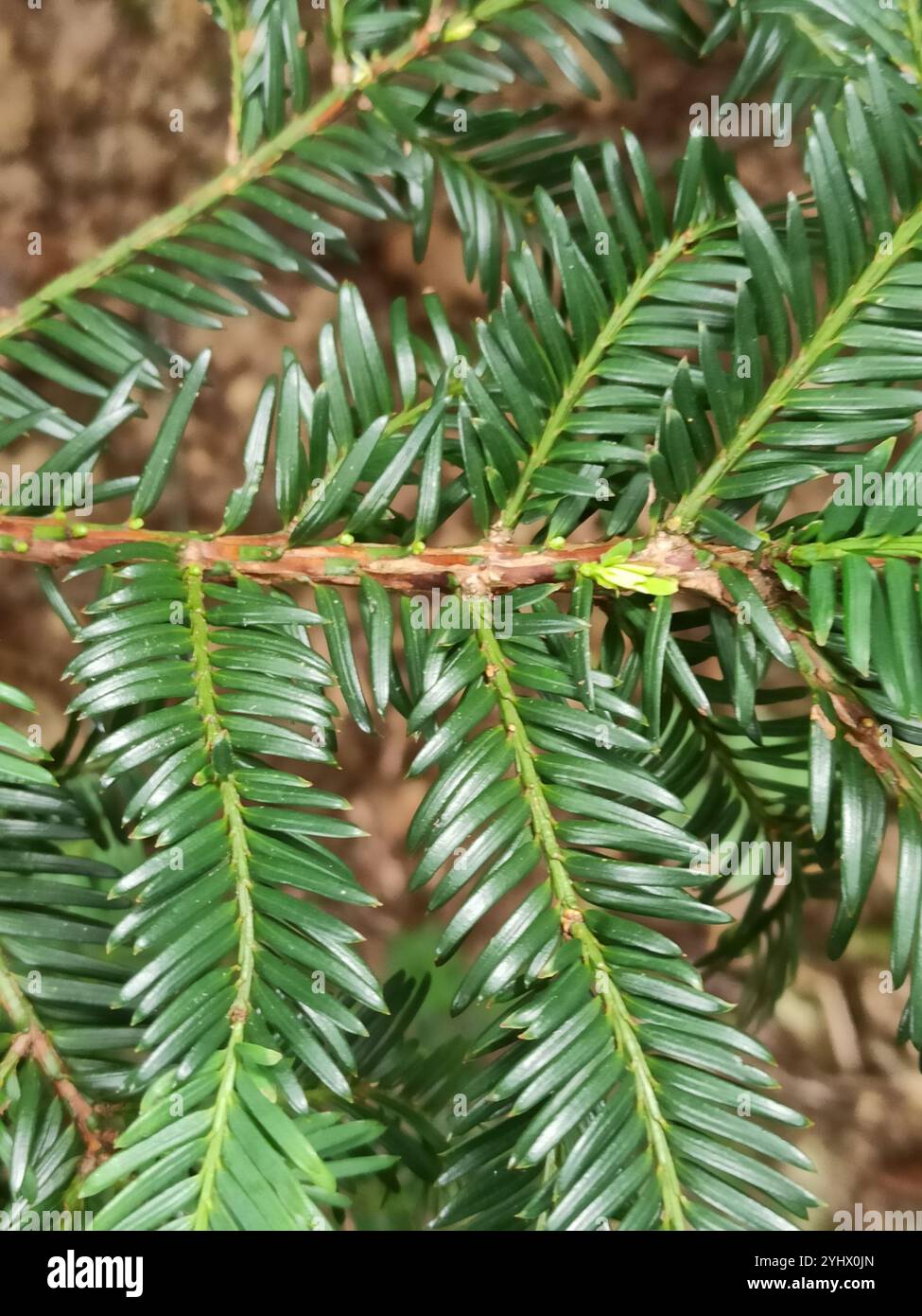 common yew (Taxus baccata Stock Photo - Alamy