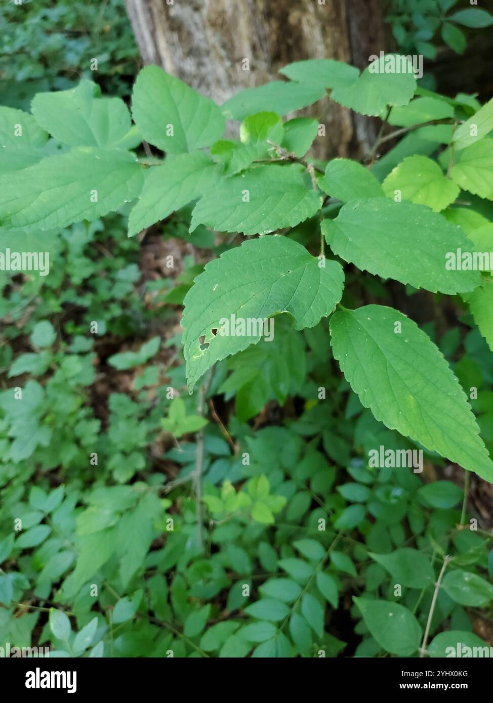 common hackberry (Celtis occidentalis Stock Photo - Alamy