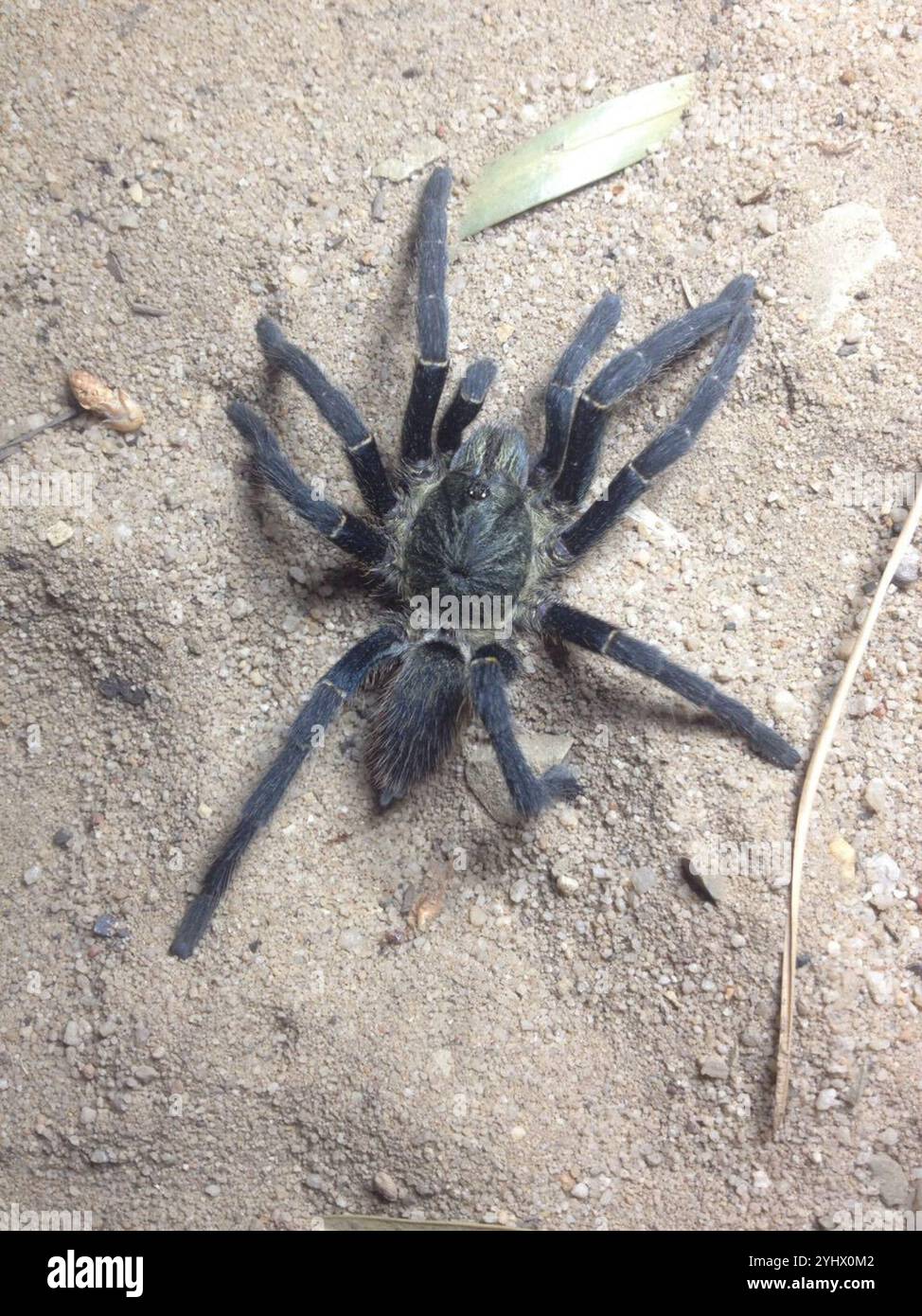 Common Baboon Spiders (Harpactira Stock Photo - Alamy