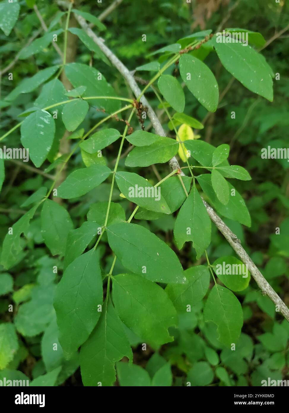 common prickly ash (Zanthoxylum americanum Stock Photo - Alamy