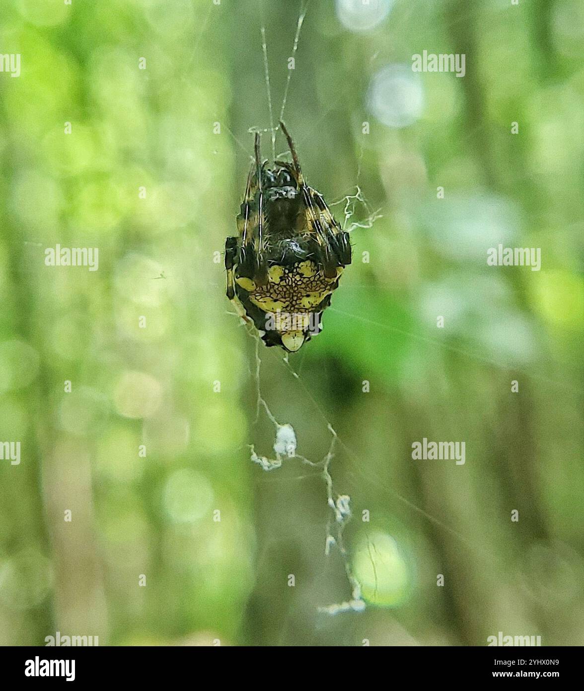 Arrowhead Orbweaver (Verrucosa arenata Stock Photo - Alamy