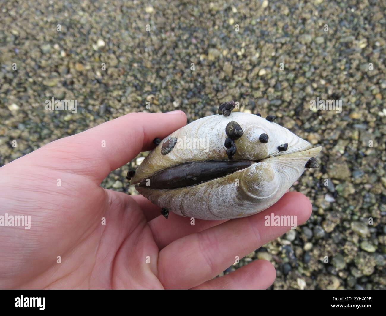 Butter Clam (Saxidomus gigantea Stock Photo - Alamy